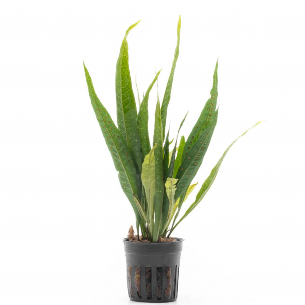 Java Fern ‘Black Forest’ – AQUAZON